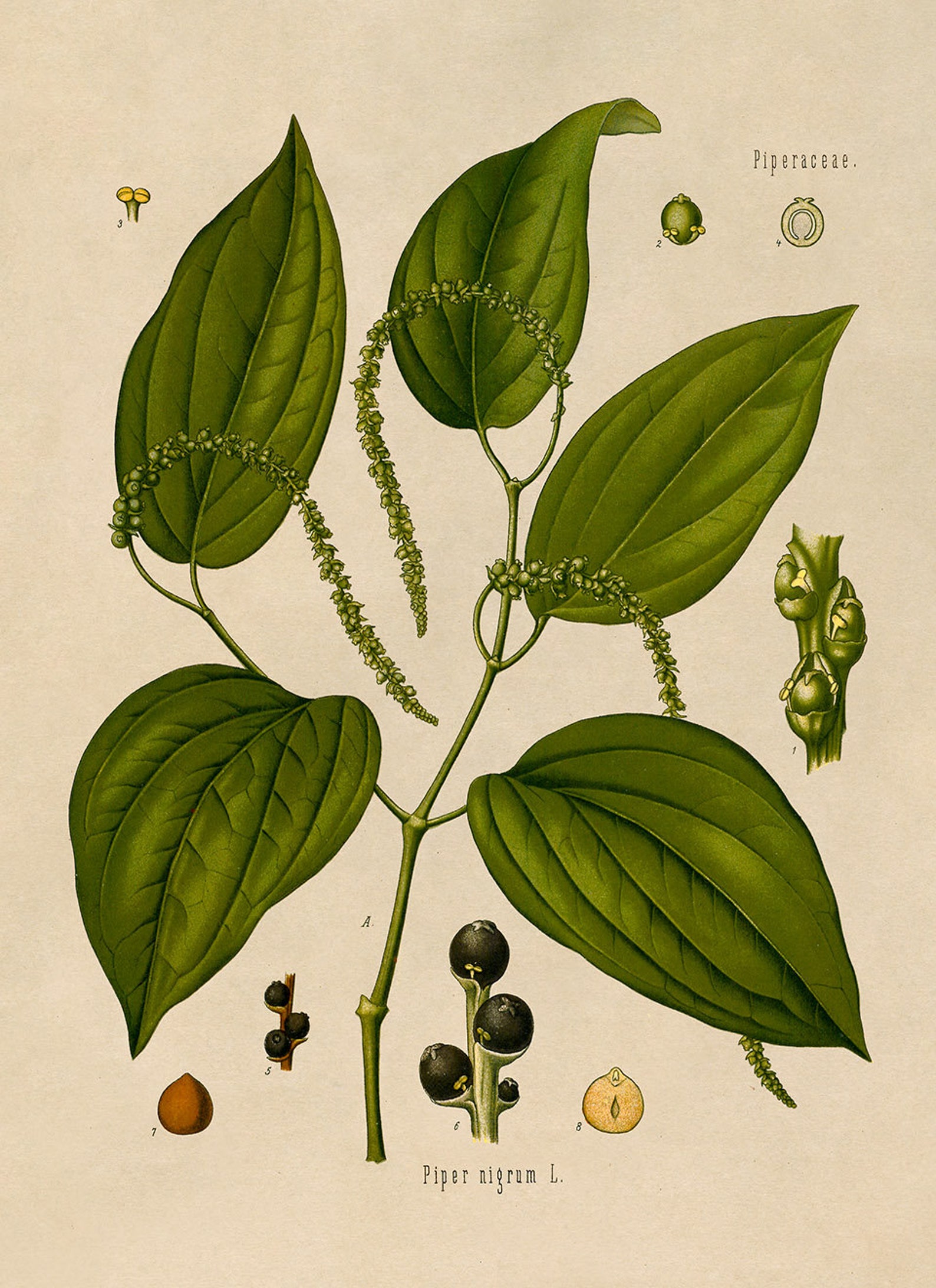 Black Pepper Plant Botanical Illustration Poster Botany Print | Etsy