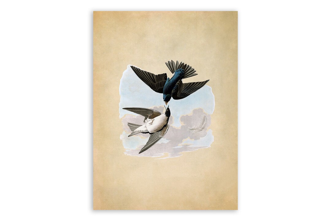 Tree Swallow Bird Print, Vintage Style Audubon Poster, Birds of America ...