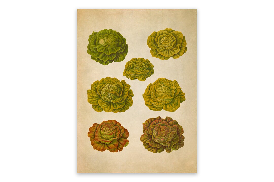 Lettuce and Cabbage Variety Print, Garden Vegetablethemed Food Art ...
