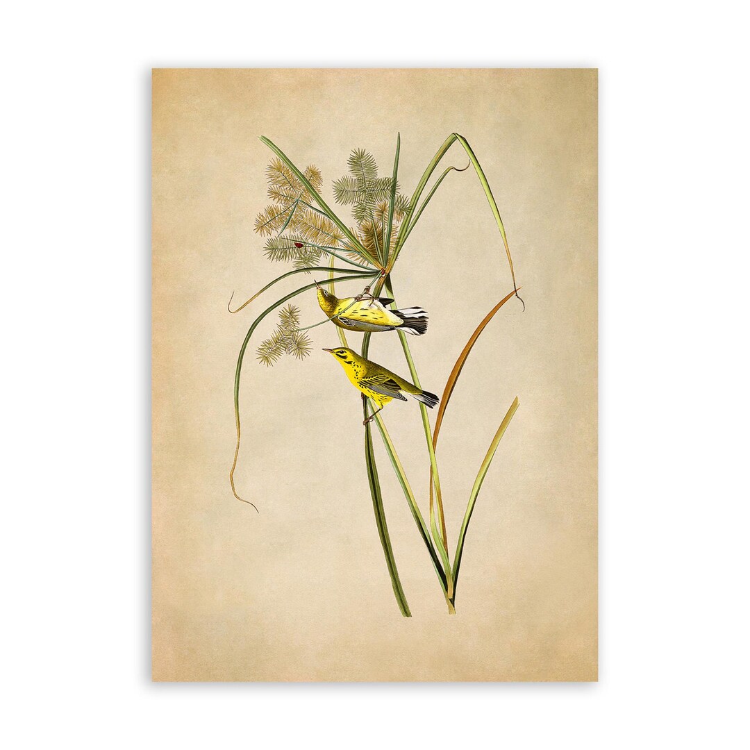 Prairie Warbler Yellow Bird Print, Vintage Style Audubon Poster, Birds ...