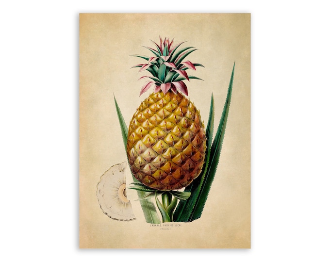ANTIQUE PINEAPPLE PRINT, Pineapple, Professional Quality Giclée Print ...
