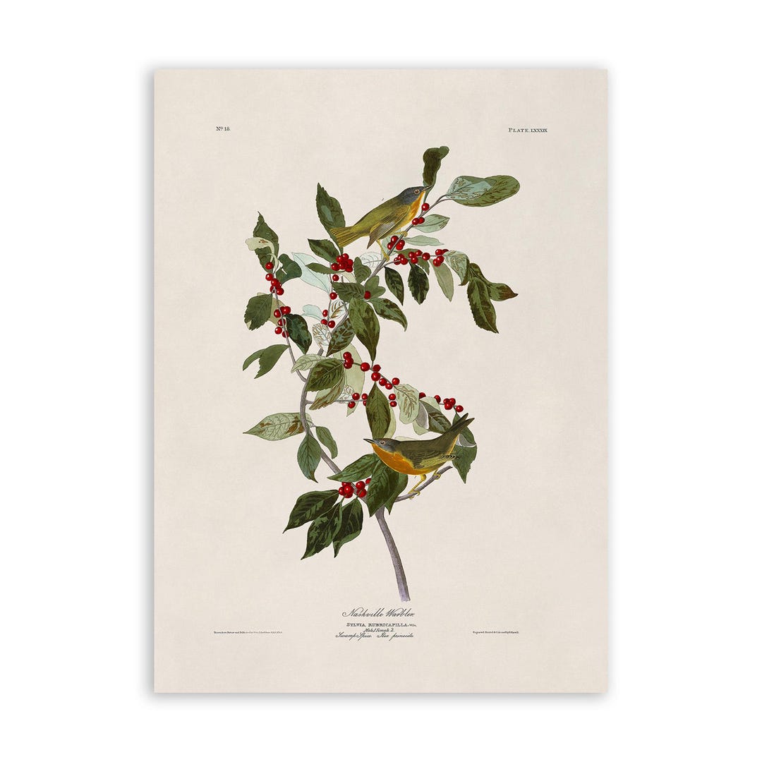 Nashville Warbler Bird Print, Vintage Style Audubon Poster, Birds of ...