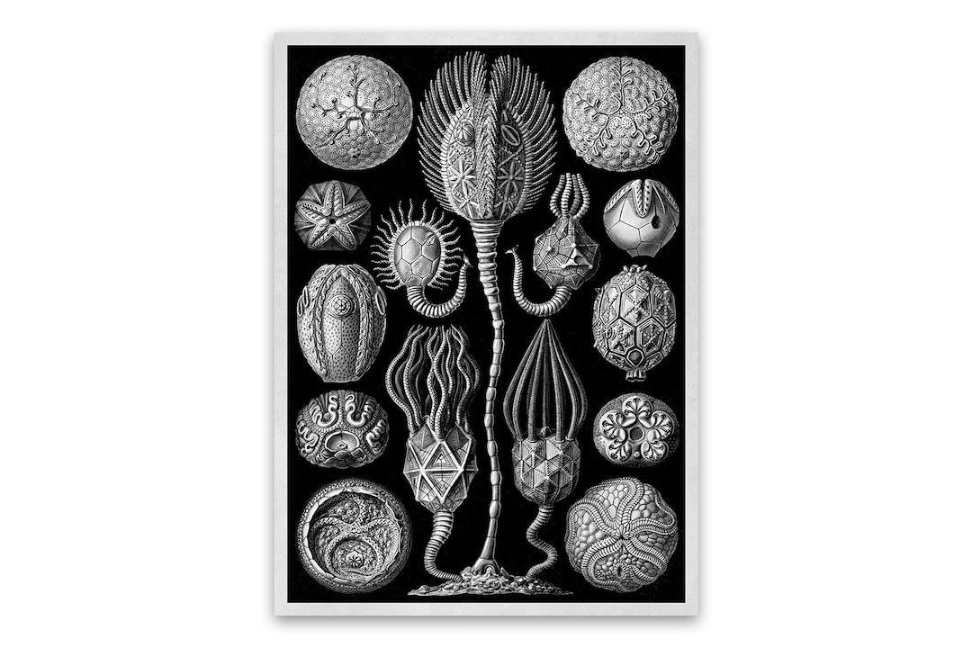 Cystoidea Illustration, Vintage Style Ernst Haeckel Scientific Biology ...