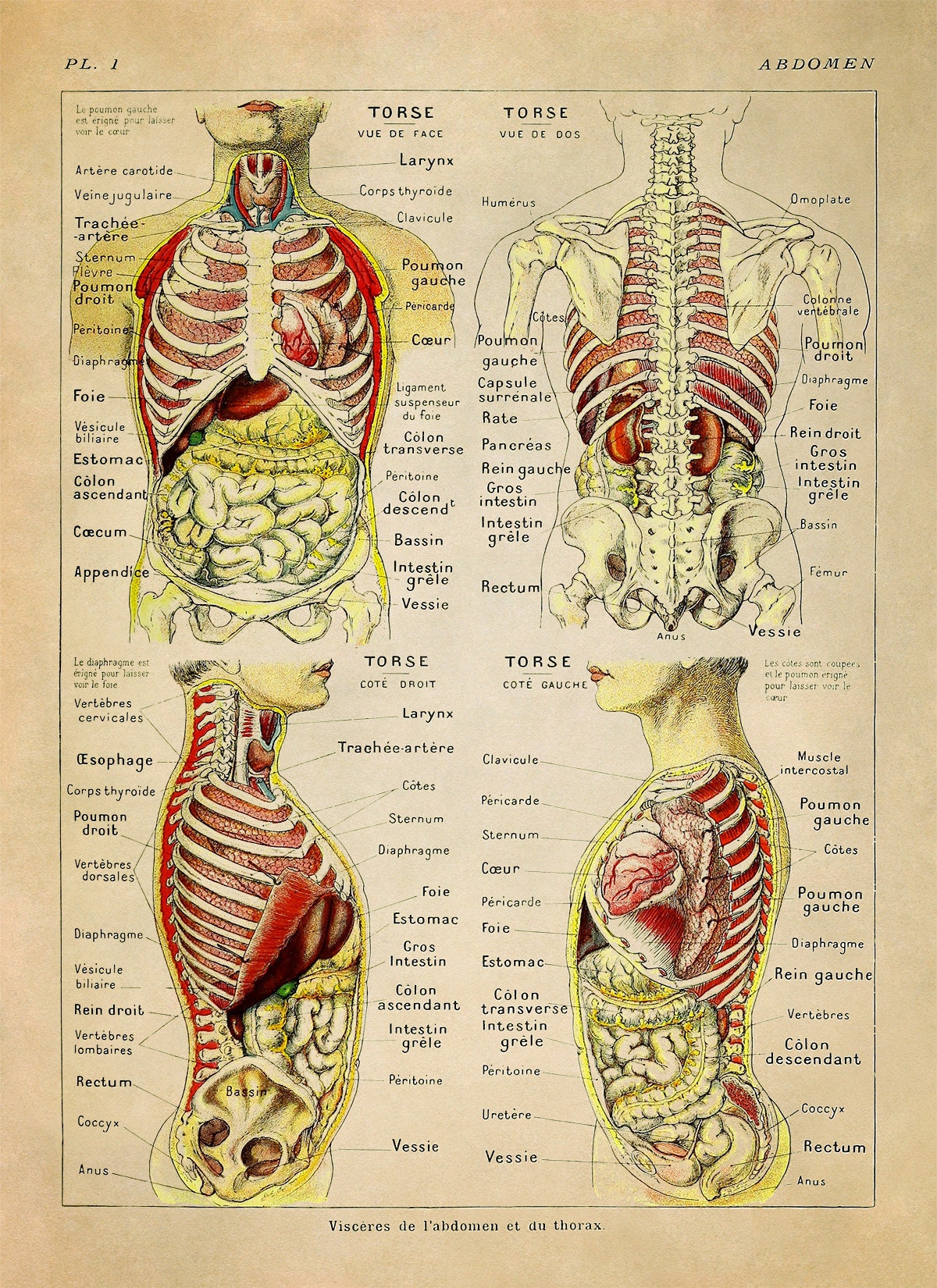 Human Abdomen Anatomy Chart Print, Scientific Illustration, 3 Color ...
