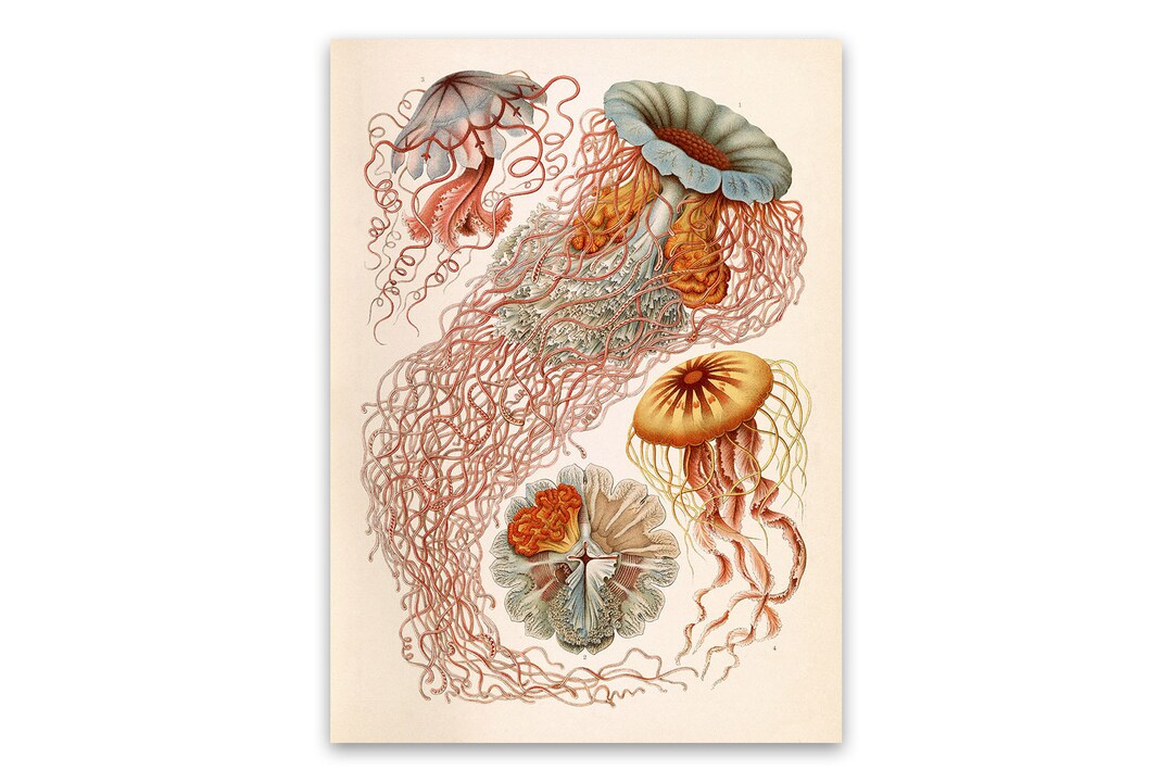 Jellyfish Oceanography Illustration, Vintage Style Ernst Haeckel ...