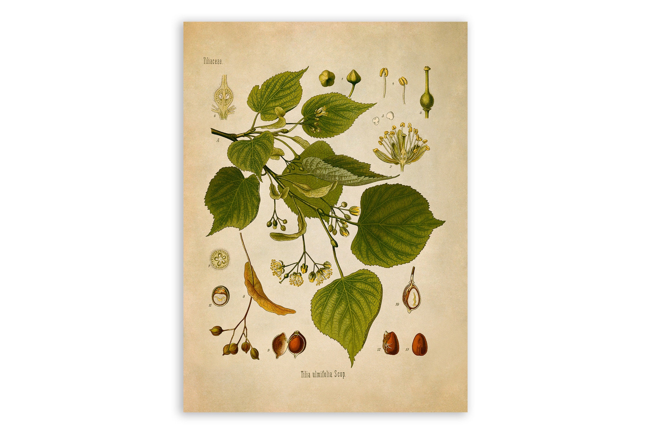 Littleleaf Linden Tree Plant Print Medicinal Plants Botanical - Etsy
