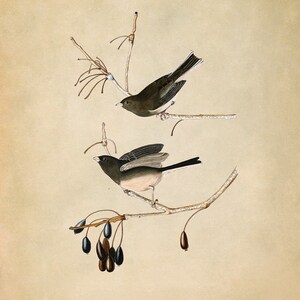 Snowbird Junko Print, Vintage Style Audubon Poster, Birds of America ...