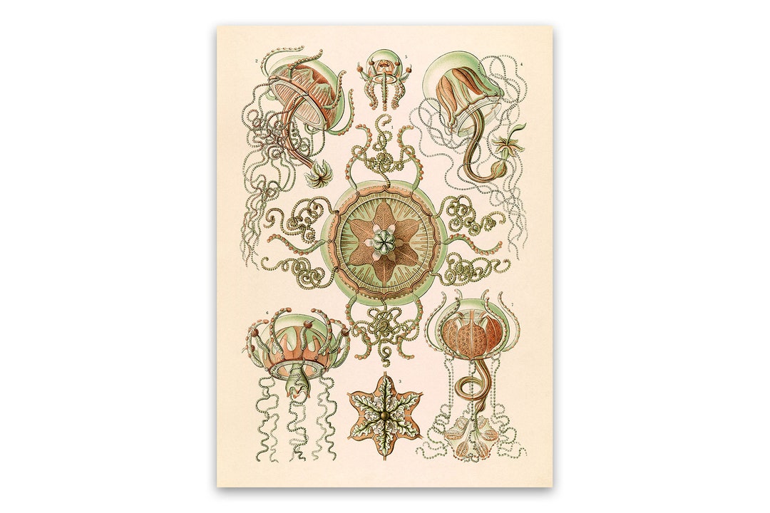Jellyfish Oceanography Illustration, Vintage Style Ernst Haeckel ...