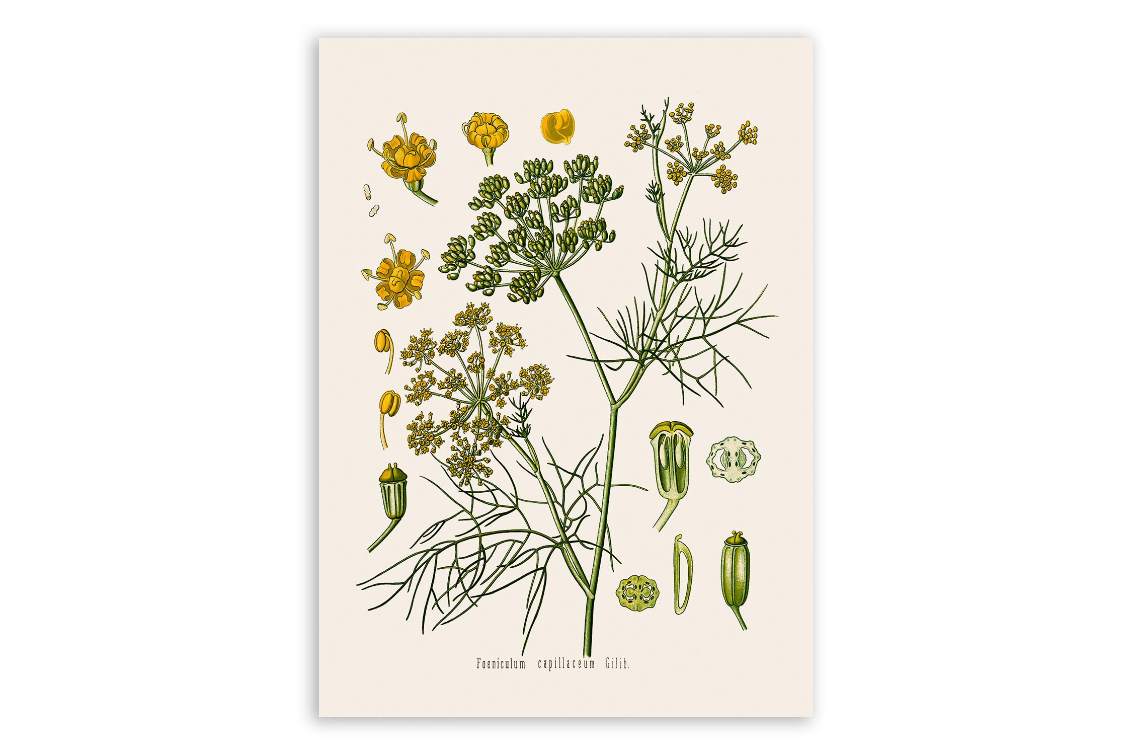 Fennel Flower Drawing