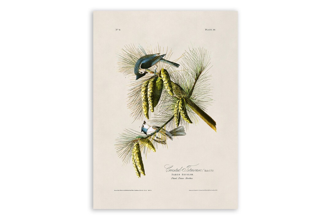 Tufted Titmouse Bird Print, Vintage Style Audubon Poster, Birds of ...