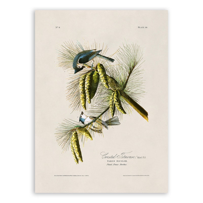 Tufted Titmouse - Etsy