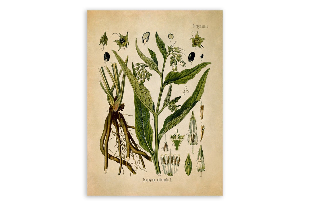 Comfrey Plant Print Medicinal Plants Botanical Illustration - Etsy