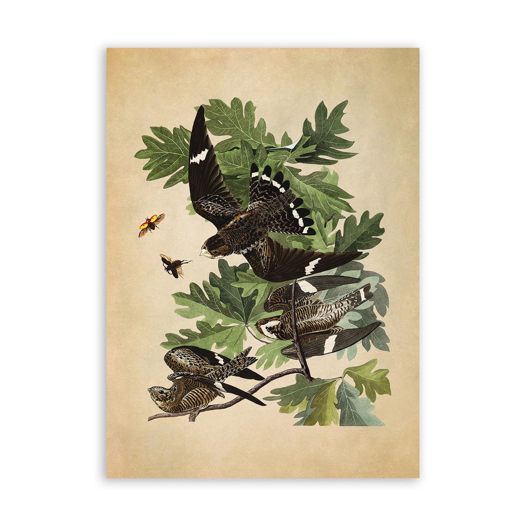 Common Nighthawk Bird Print, Vintage Style Audubon Poster, Birds of ...