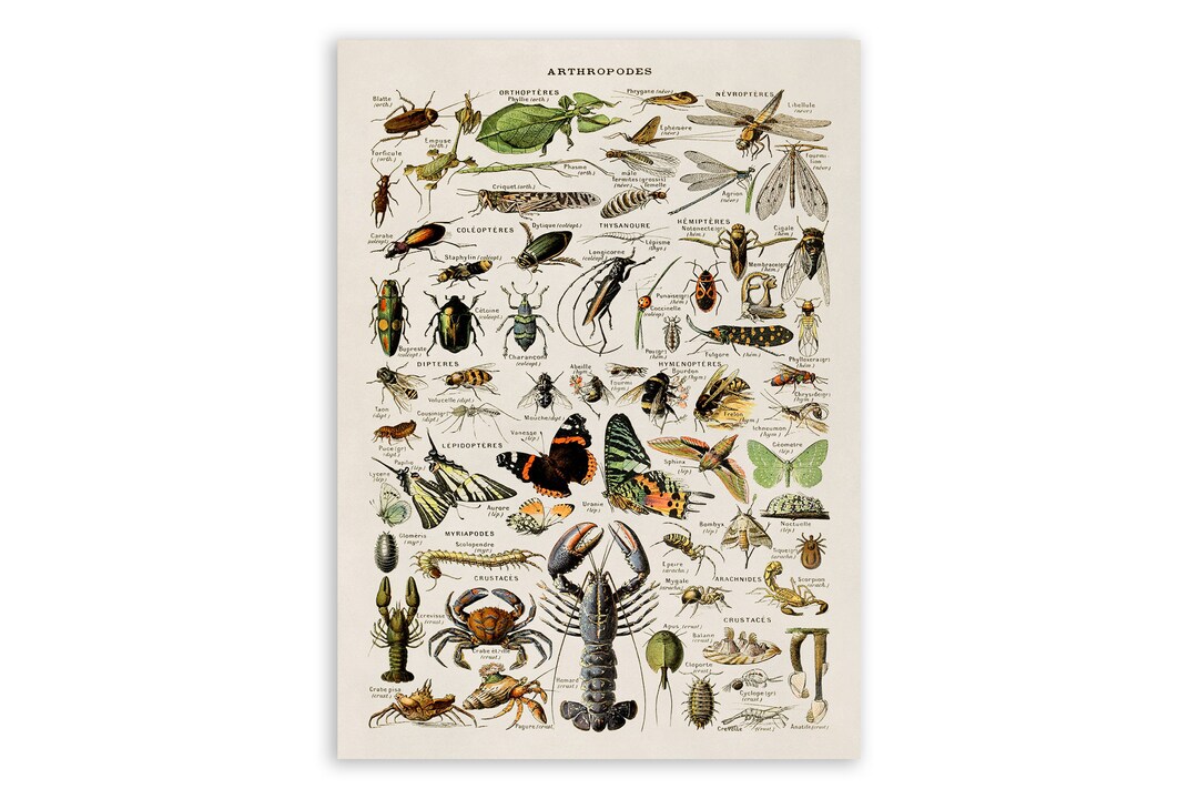 Arthropod Species Print, Vintage Style Insect Illustration, Adolphe ...