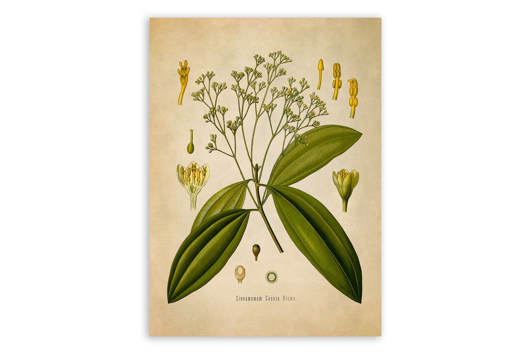 Chinese Cinnamon Spice Plant Print, Medicinal Plants Botanical ...
