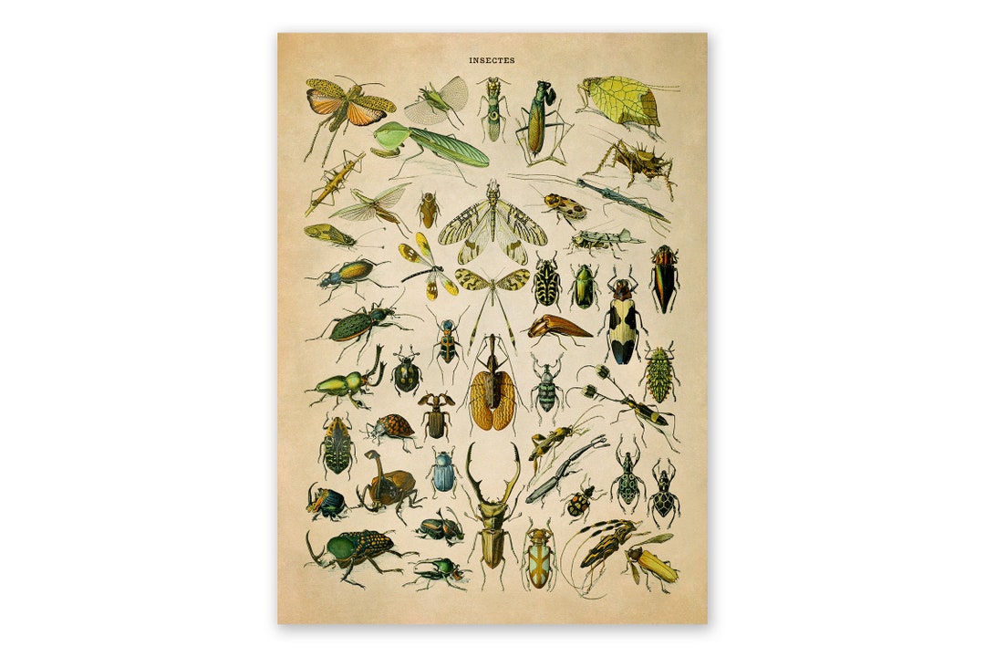 Vintage Insect Chart Print: Adolphe Millot Scientific Illustration ...