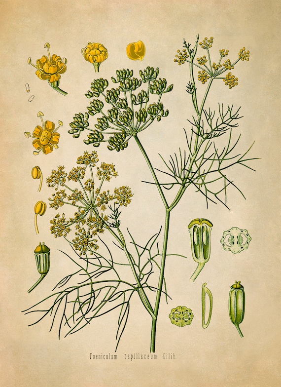 Fennel Plant