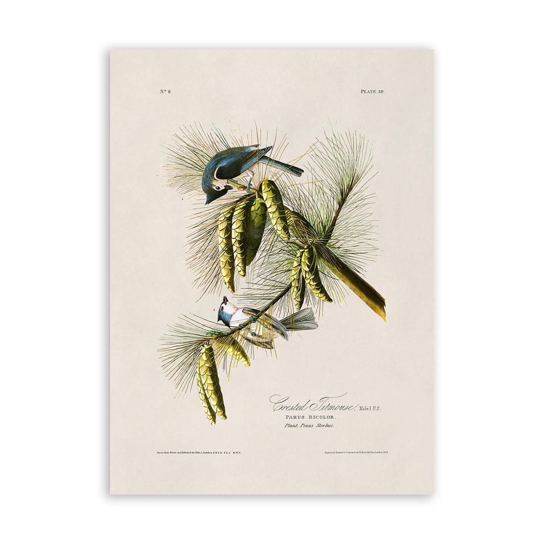 Tufted Titmouse Bird Print, Vintage Style Audubon Poster, Birds of ...