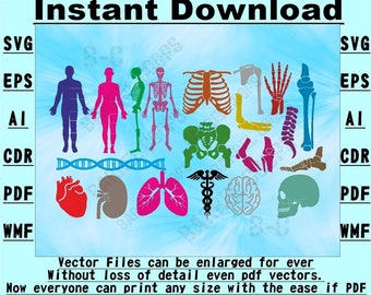 Anatomy Svg Files | Etsy