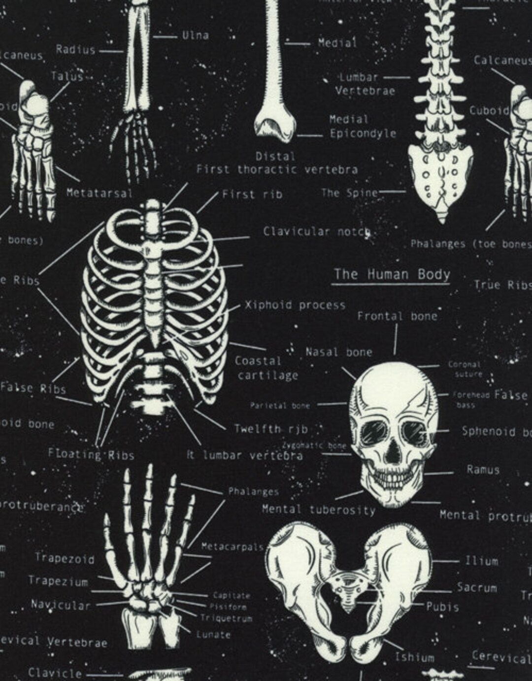 Glow in the Dark Human Skeleton Anatomy Fabric, Bone Fabric Skeleton ...