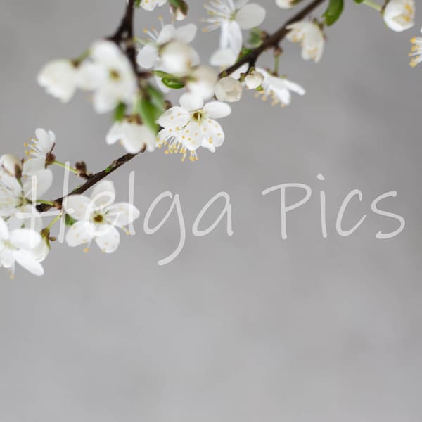 Sakura Photoshop Overlay - Etsy