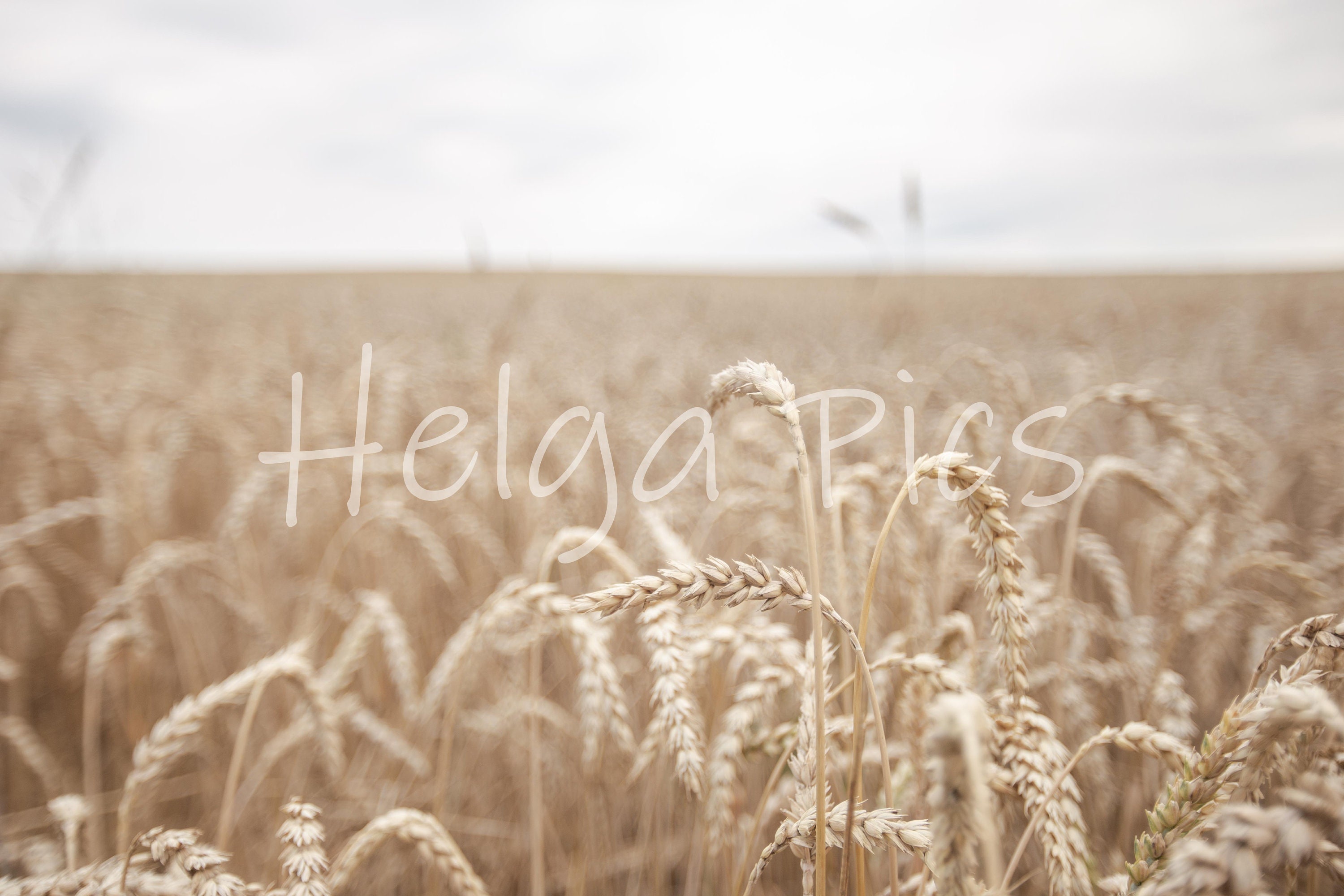 Digital Background Field Overlays Backdrop Field Photo Yellow ...