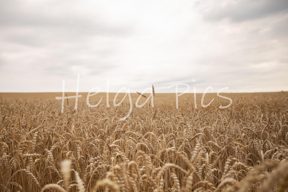 Digital Background Field Overlays Backdrop Field Photo Yellow ...