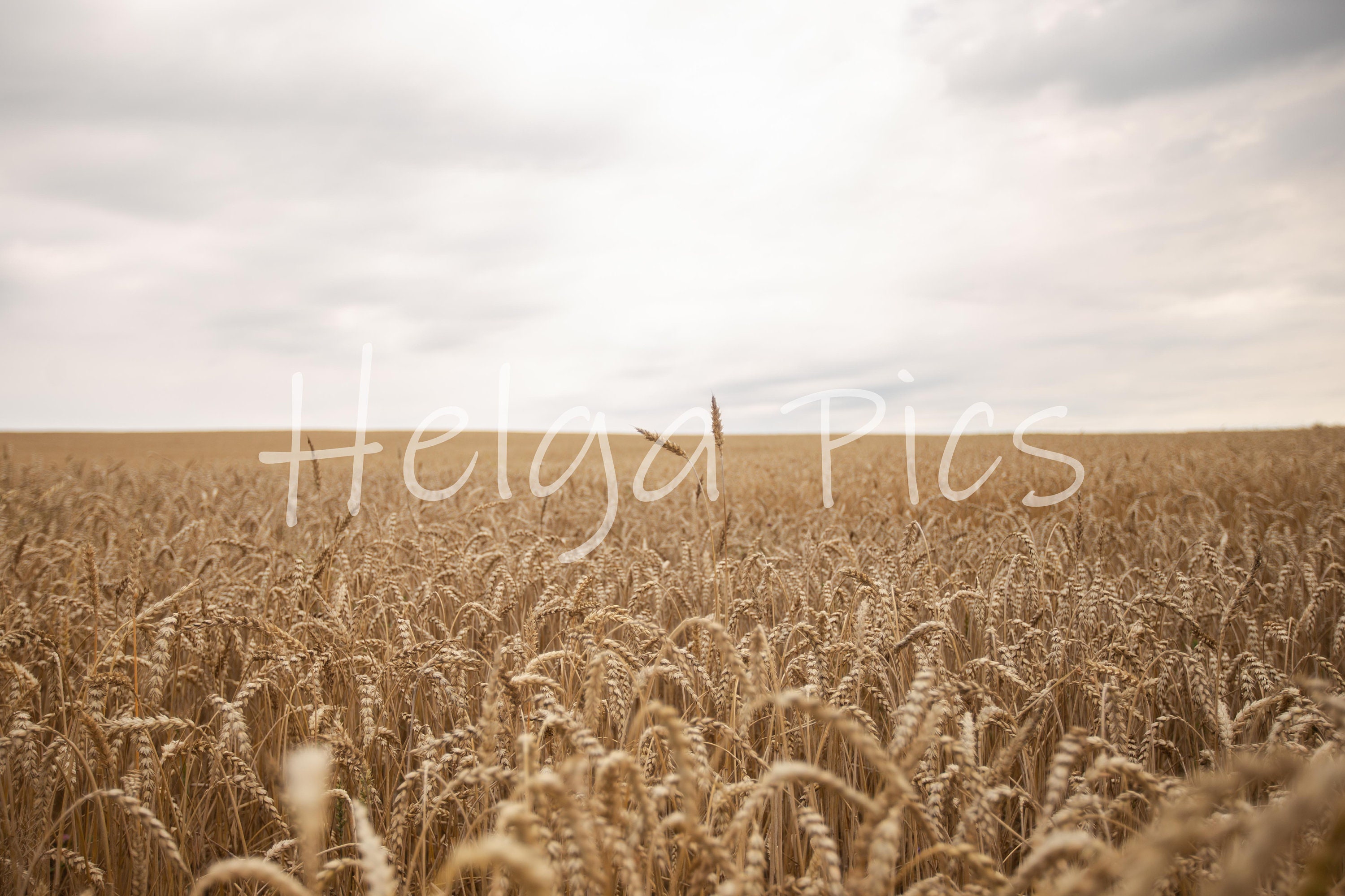 Digital Background Field Overlays Backdrop Field Photo Yellow ...