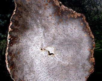 Petrified palm wood | Etsy