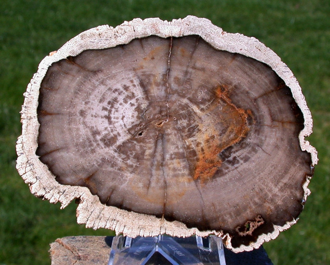 Rare & Perfect BURMESE 3 1/2 Petrified Wood Round From MYANMAR Perfect ...