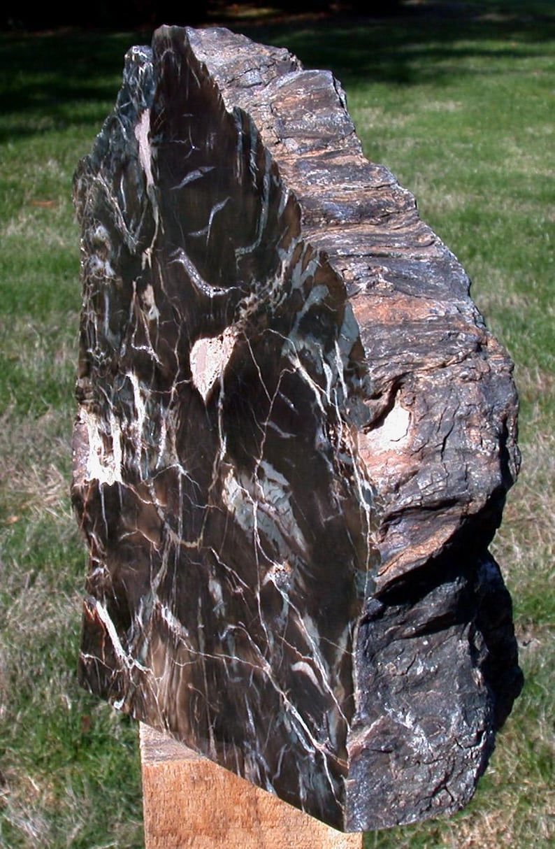 Polished Arizona Petrified Wood Sculpture: Black Woodworthia Log, 14 ...
