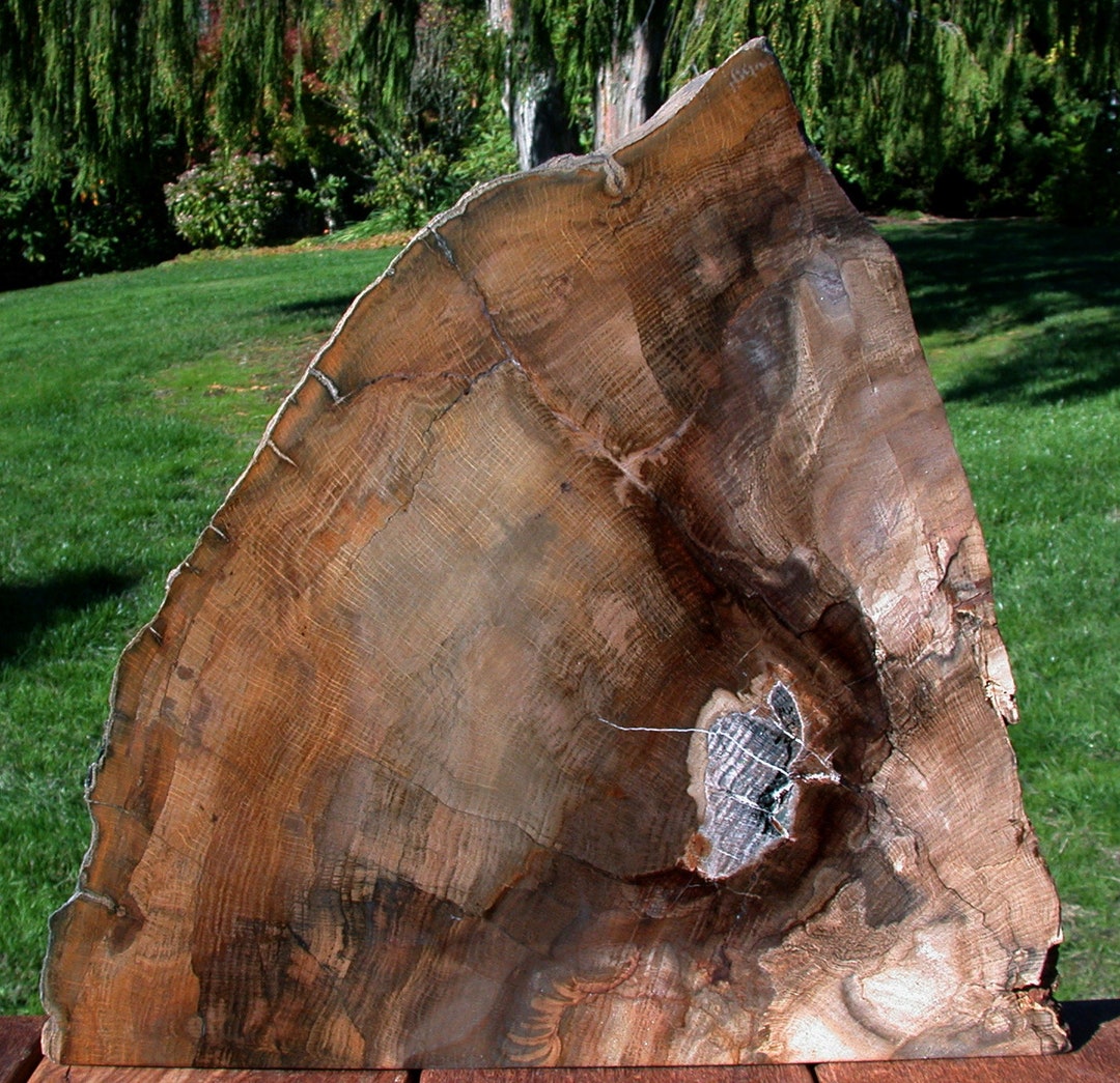MASSIVE 22+ Lb. Golden Oak Petrified Wood Sculpture - Gorgeous Stinking ...