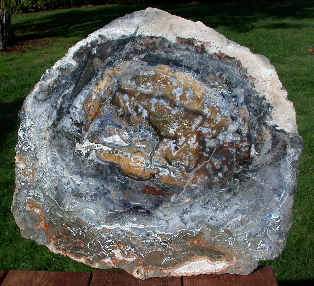 MASSIVE 16" Strange and UNIQUE Hampton Butte Petrified Wood & Agate ...