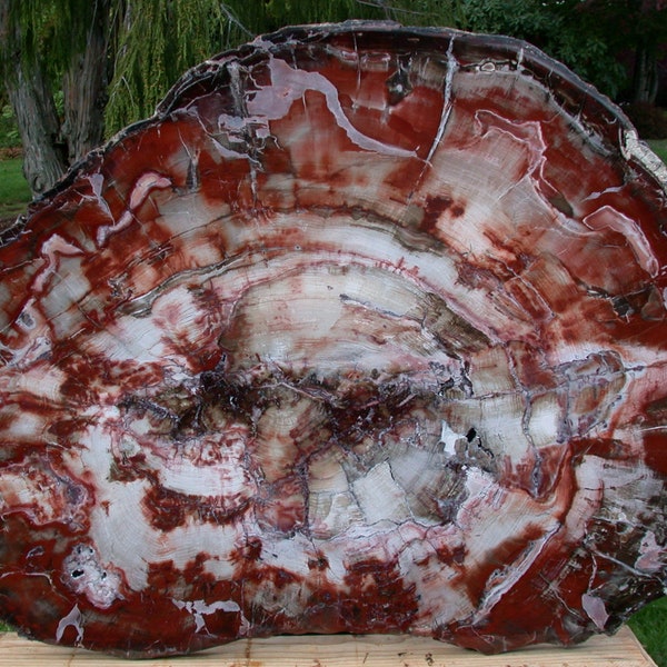 Petrified Wood Table - Etsy