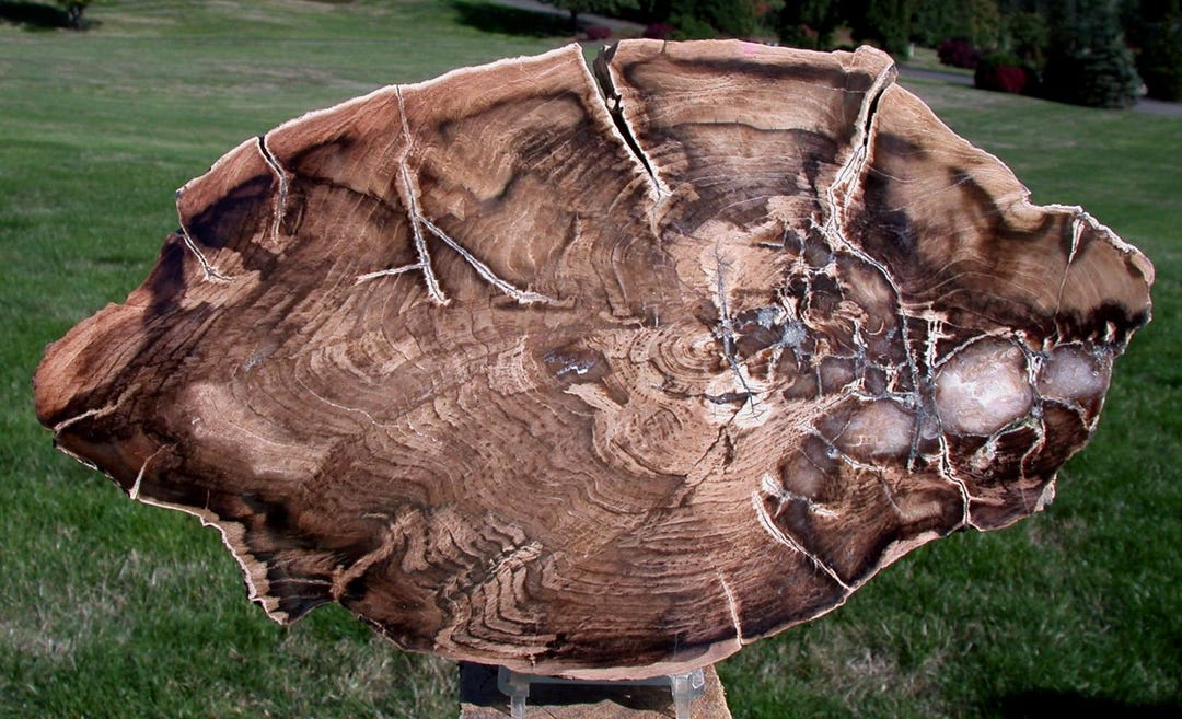 Amazing WOOD GRAIN 11 Petrified Wood Round GEMMY Fossil Juniper ...