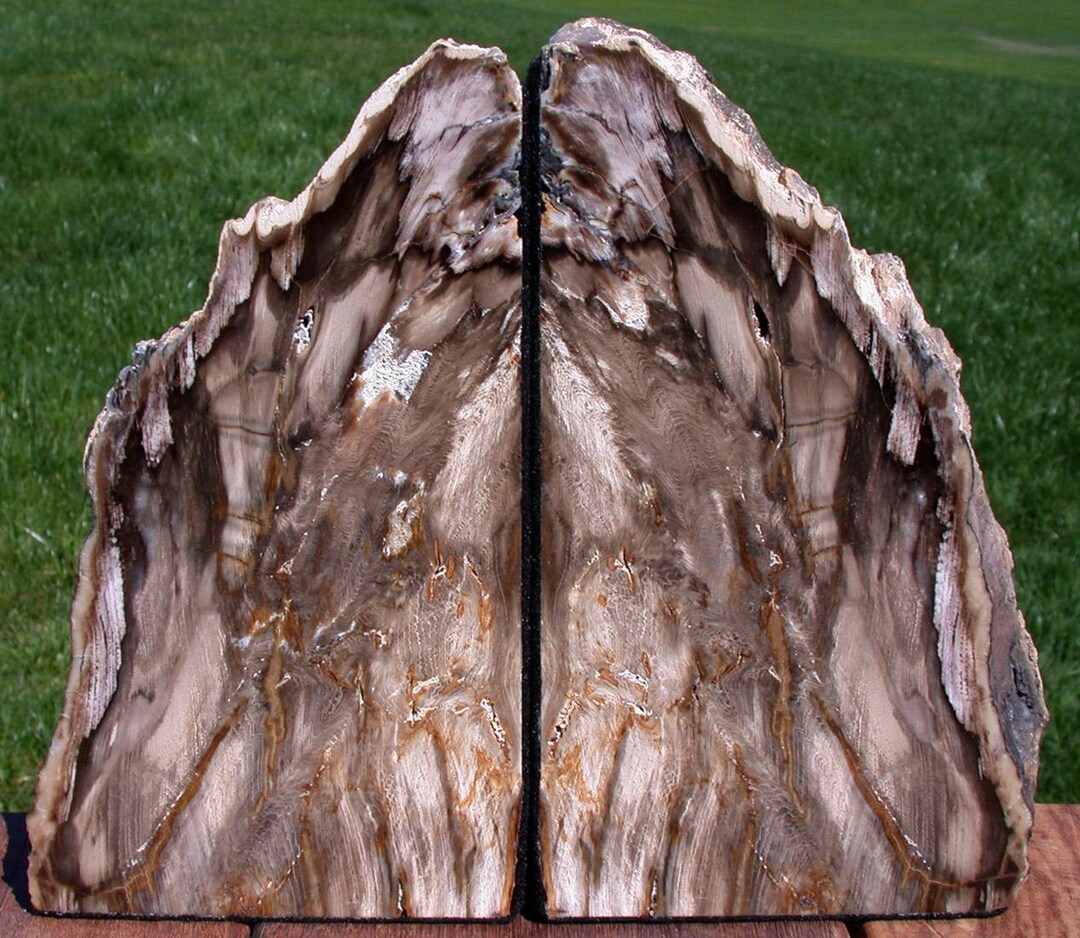 SQUIGGLY SEQUOIA Wood Grain 8 Lb. Petrified Wood Bookends Saddle Mtn ...