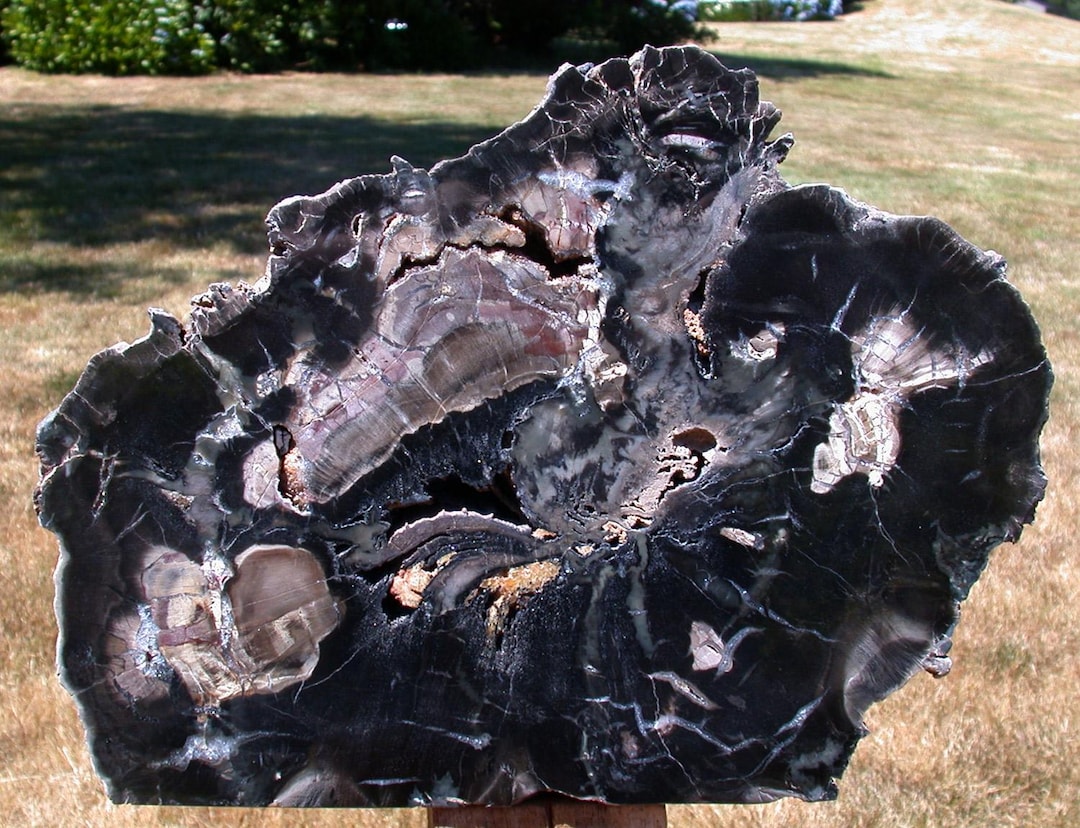 Polished Arizona Petrified Wood Sculpture: Black Woodworthia Log, 14 Lb ...