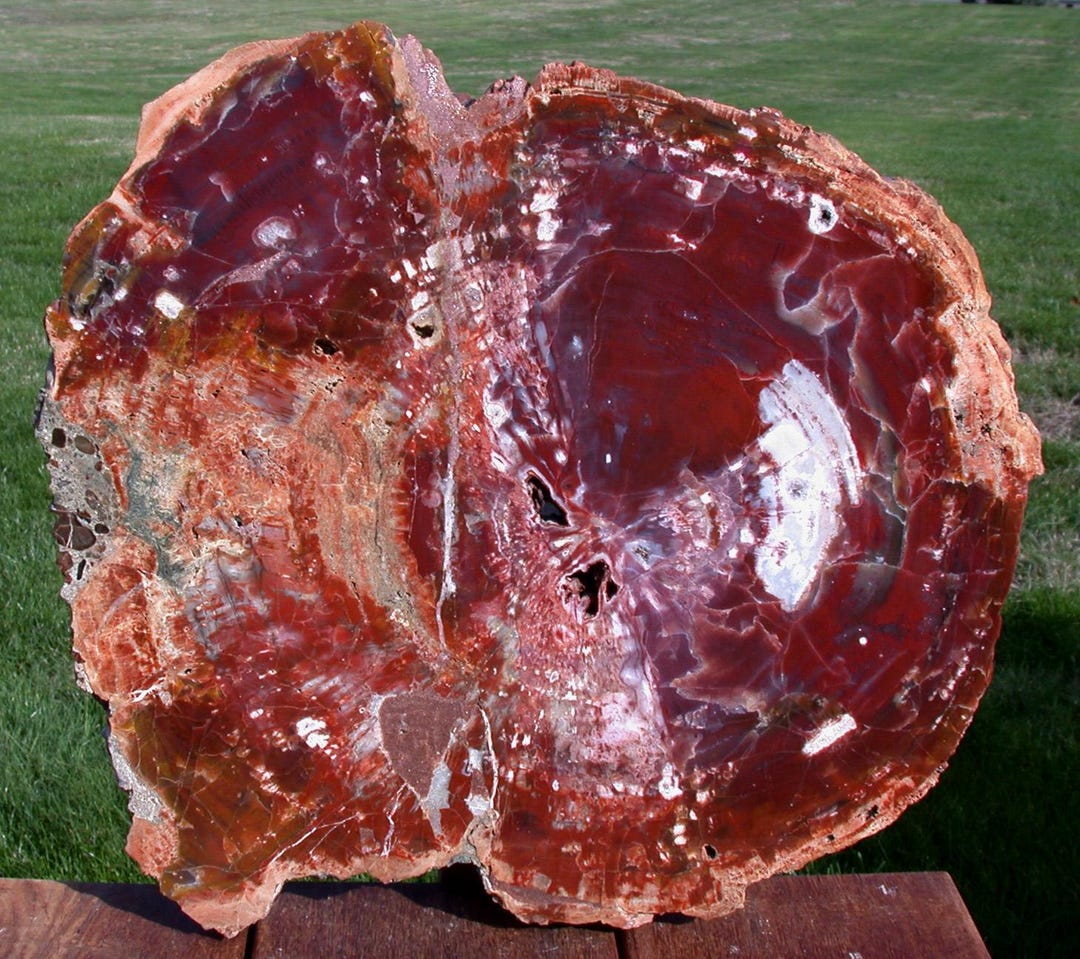 SPECTACULAR COLOR EXPLOSION 15" Arizona Petrified Wood Conifer Round ...