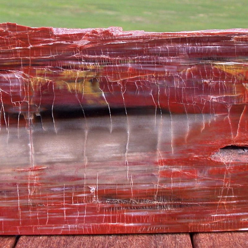 Petrified Wood Slab - Etsy