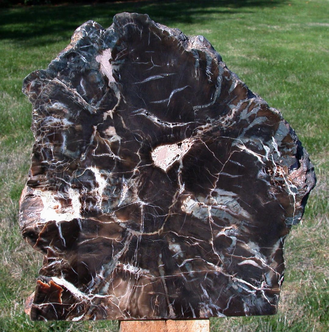 Polished Arizona Petrified Wood Sculpture: Black Woodworthia Log, 14 ...
