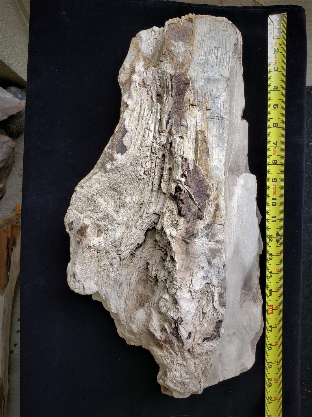 30+ Lb Petrified Wood Specimen! Recently Discovered/cleaned Display ...
