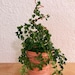 Minimalist Cone Plant Support, Recycled Copper Plant Trellis, Trailing ...