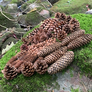 Pine Cone Assortment, 10 Red Pine, 5 White Pine, 5 Norway Spruce, 10 ...