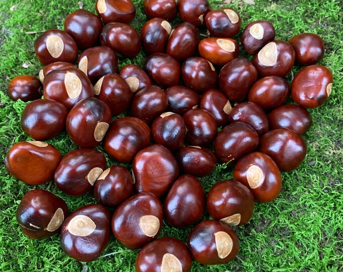 5 Chinese Chestnuts - Etsy