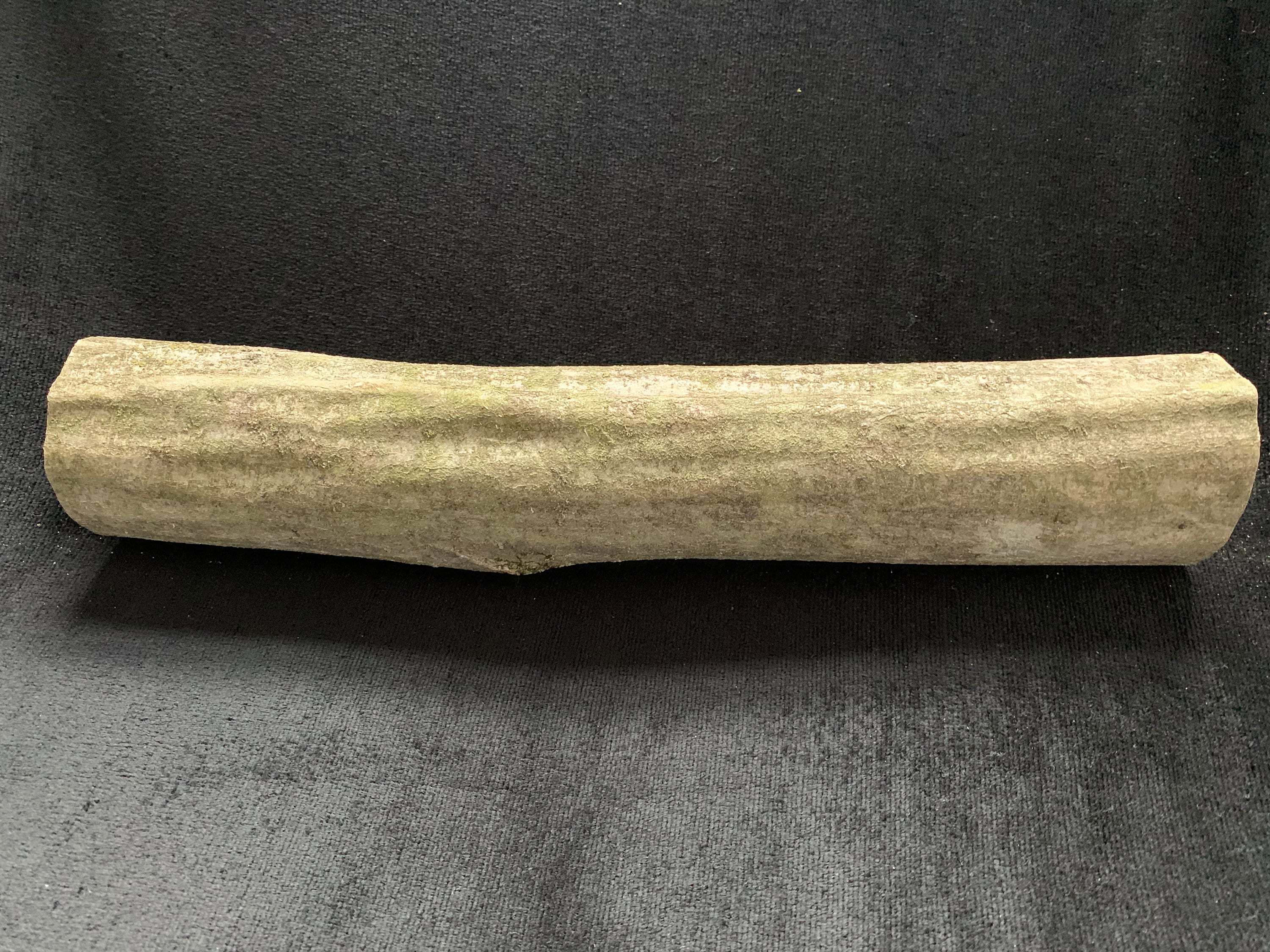 Blue Beech Musclewood Ironwood Log Approximately 12 Inches - Etsy