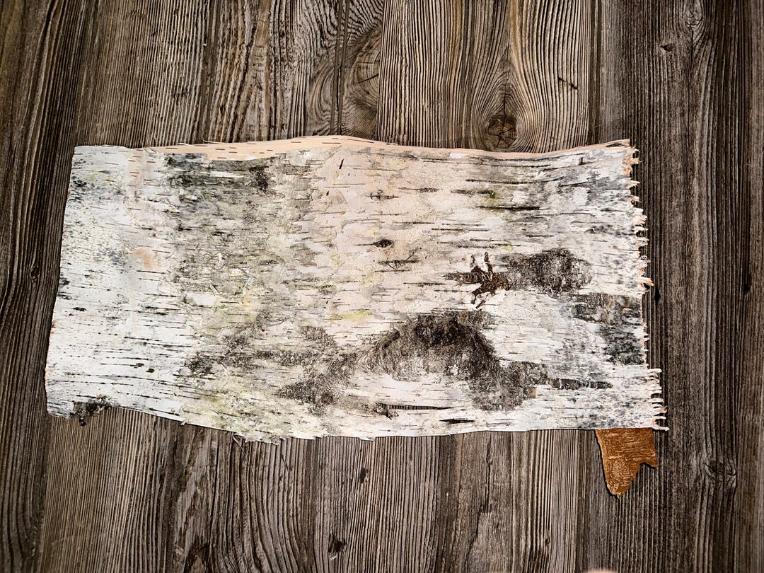 Natural White Birch Bark, White Birch Sheet, Approximately 17 Inches ...