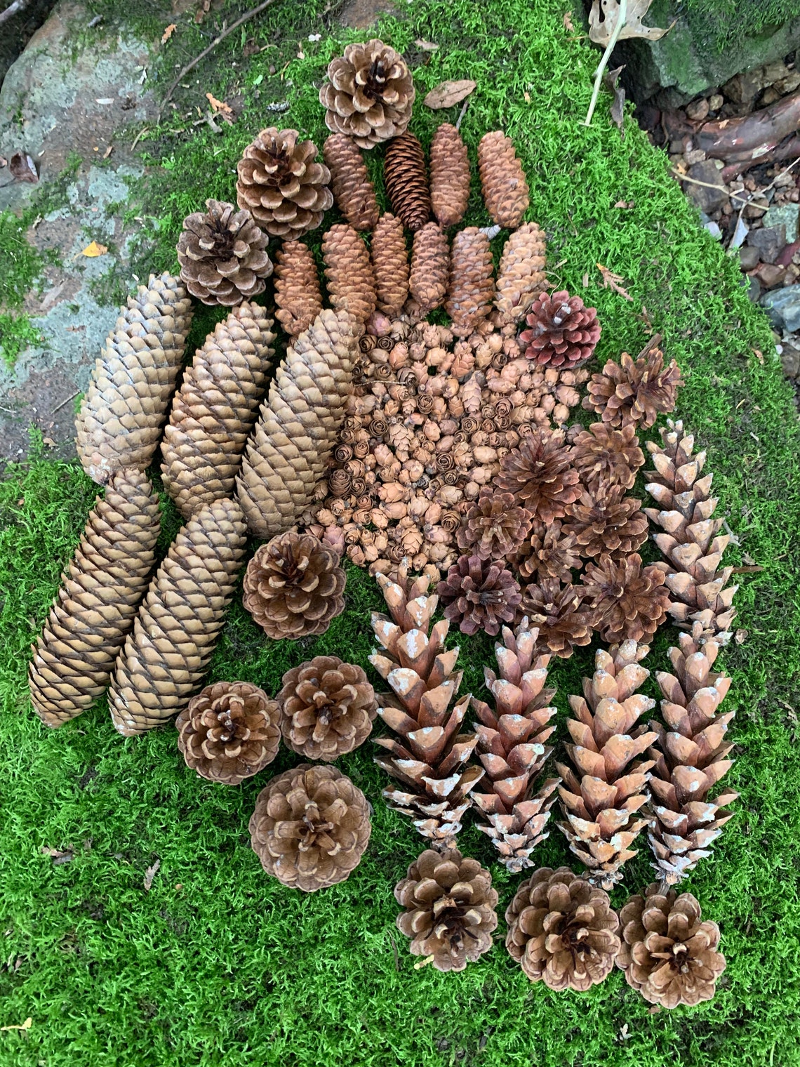 Pine Cone Assortment, 10 Red Pine, 5 White Pine, 5 Norway Spruce, 10 ...