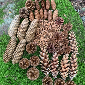 Pine Cone Assortment, 10 Red Pine, 5 White Pine, 5 Norway Spruce, 10 ...