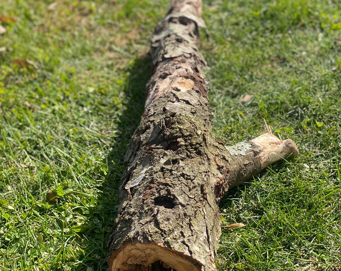 Burl, Cherry Burl Log About 33 Inches Long X 10 Inches Diameter X 6 ...