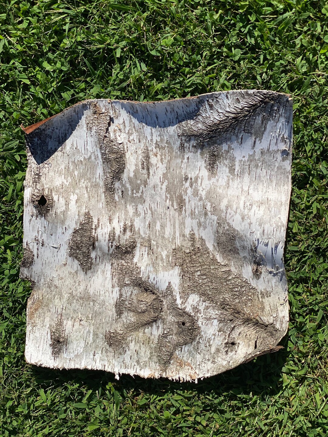 Natural White Birch Bark White Birch Sheet Approximately 14 - Etsy
